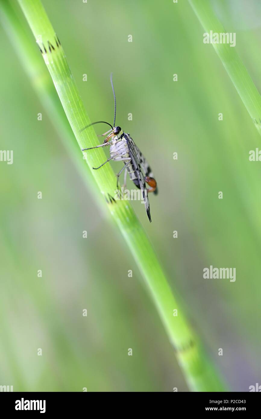 Panorpa communis, common scorpion fly Stock Photo - Alamy
