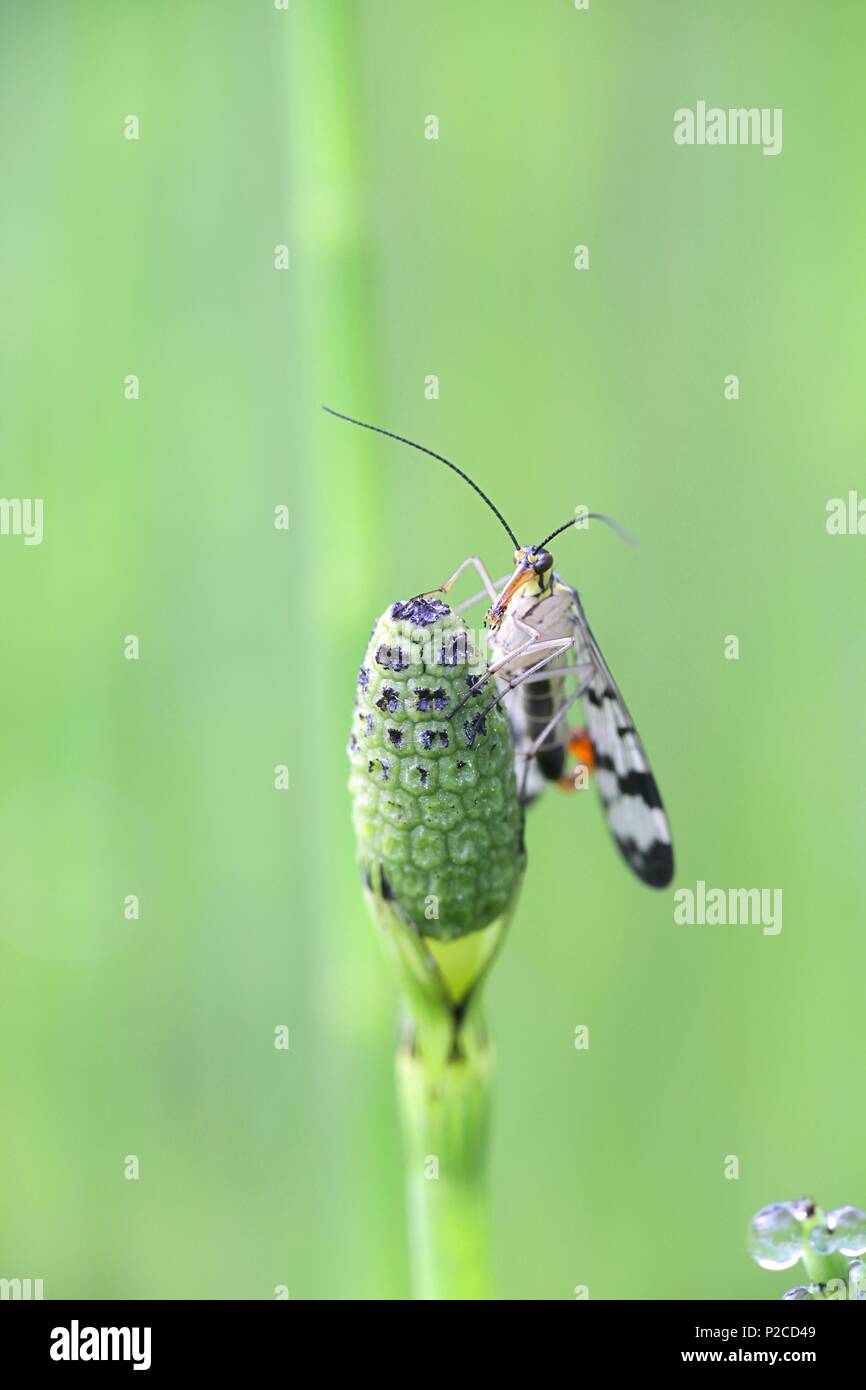 Scorpion tail hi-res stock photography and images - Alamy