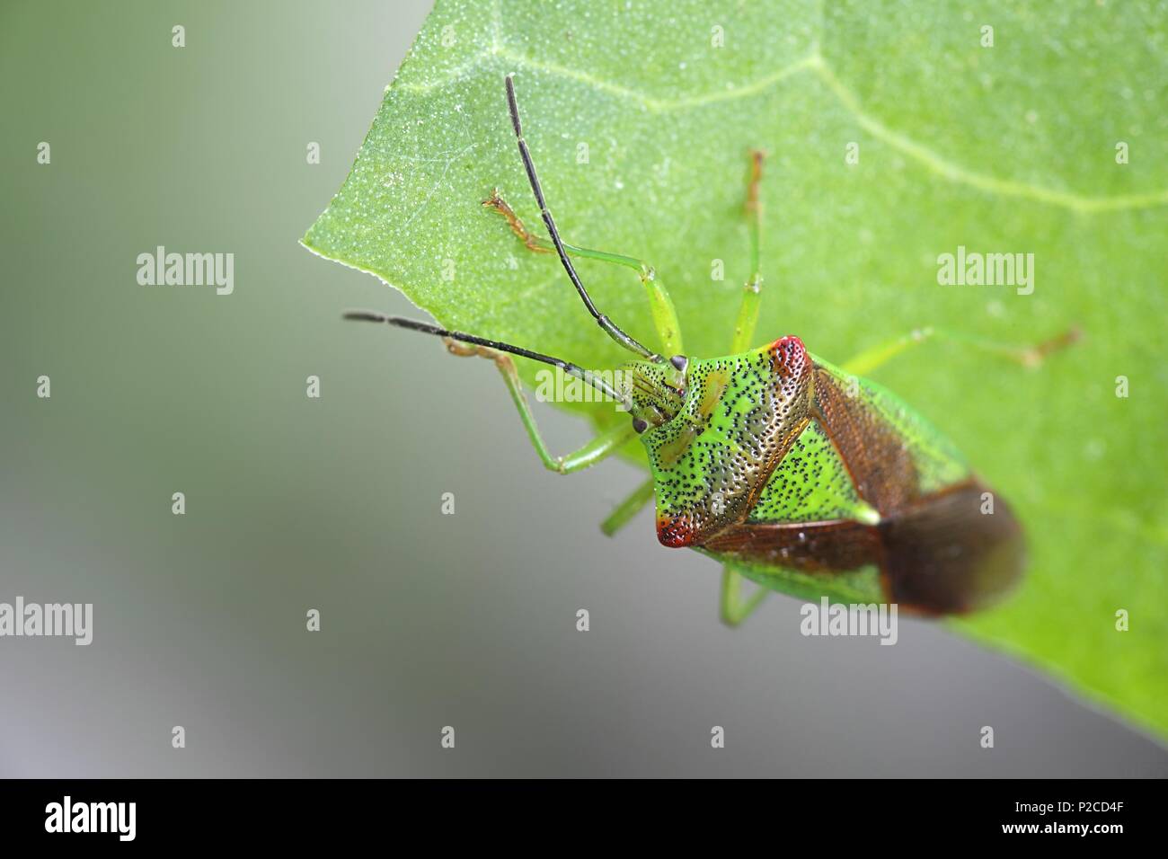 Hawthorn shield bug, Acanthosoma haemorrhoidale Stock Photo - Alamy