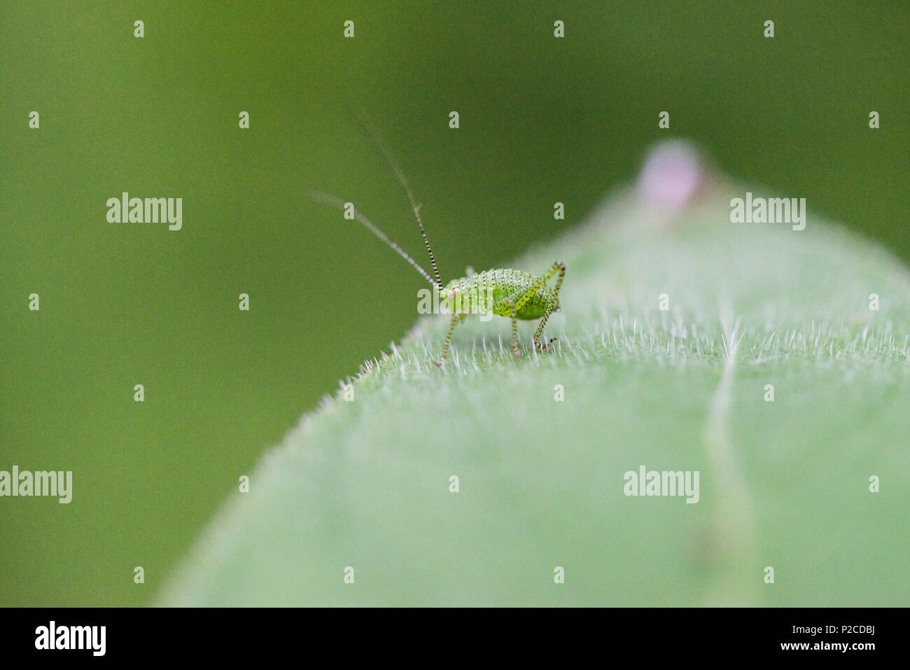 A speckled bush-cricket nymph (Leptophyes punctatissima) on a leaf ...