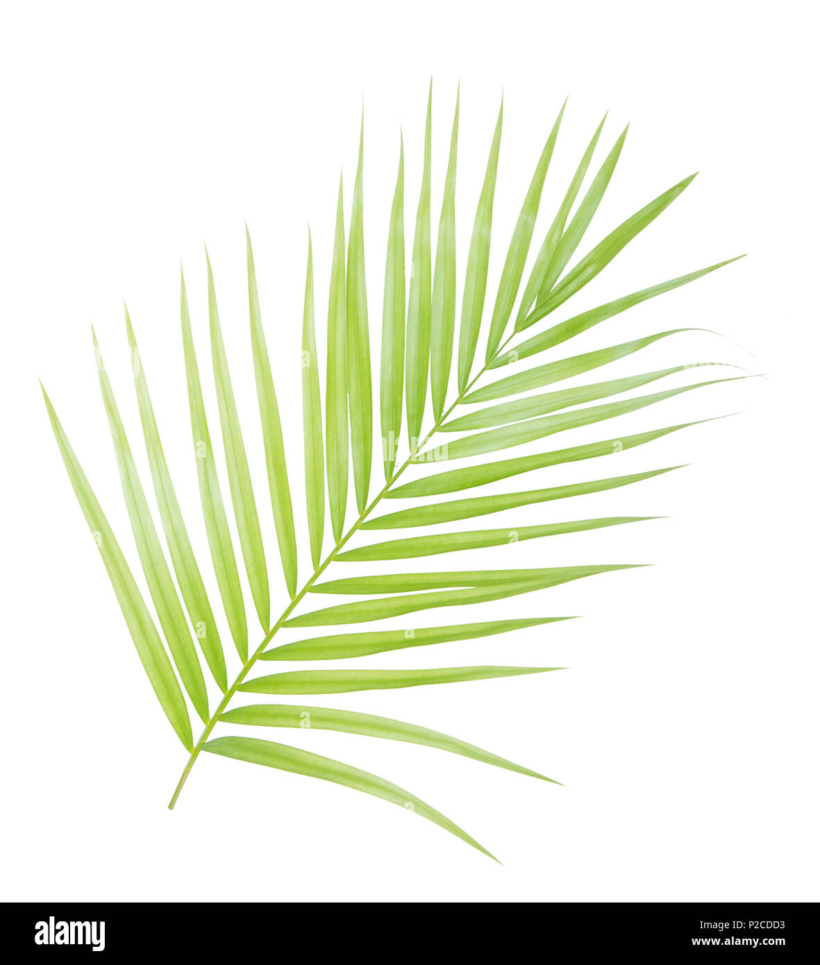 Green palm leaf isolated Stock Photo - Alamy