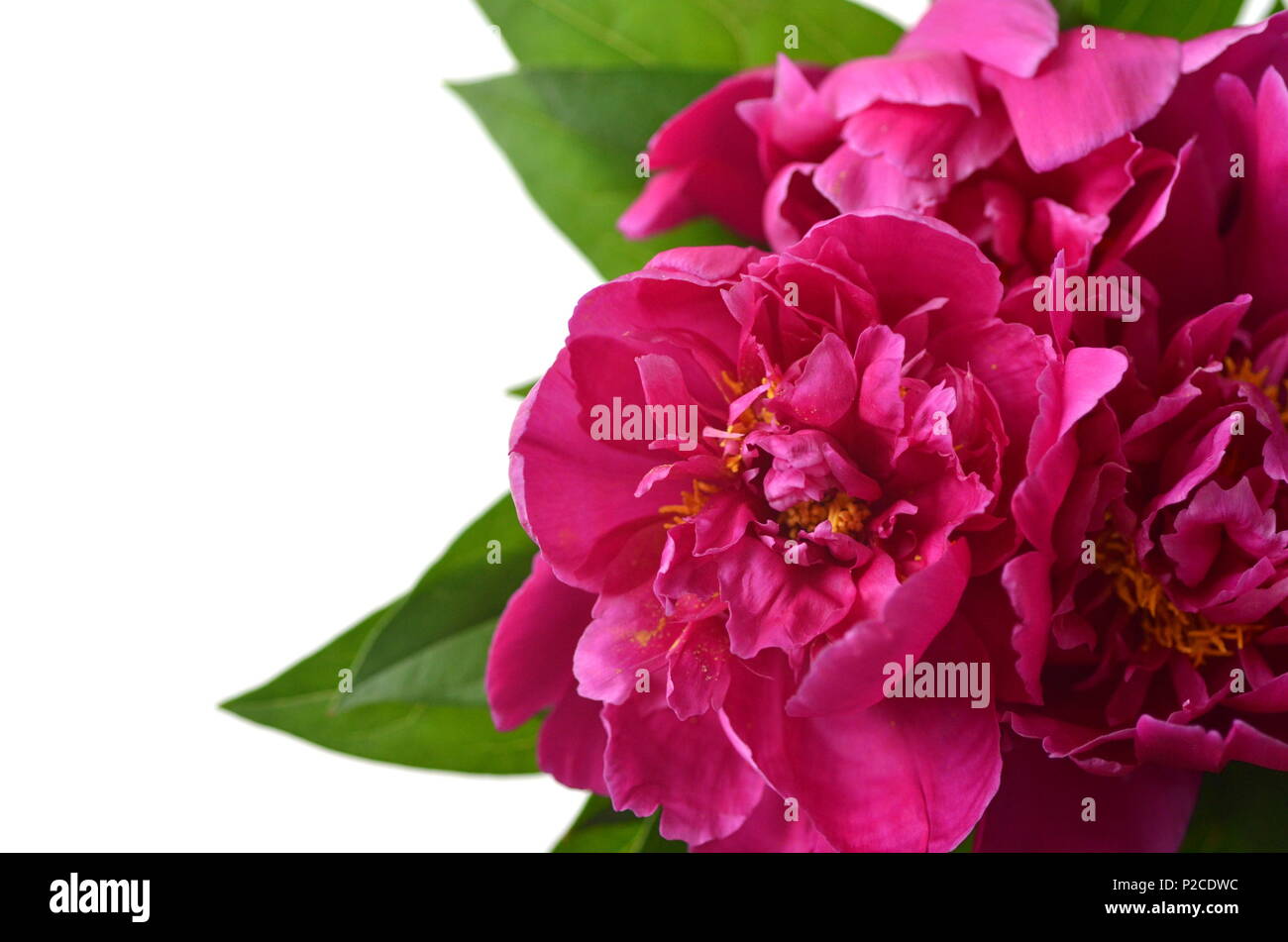 Bold vivid fuchsia pink peony bouquet top view flatlay with copy space ...