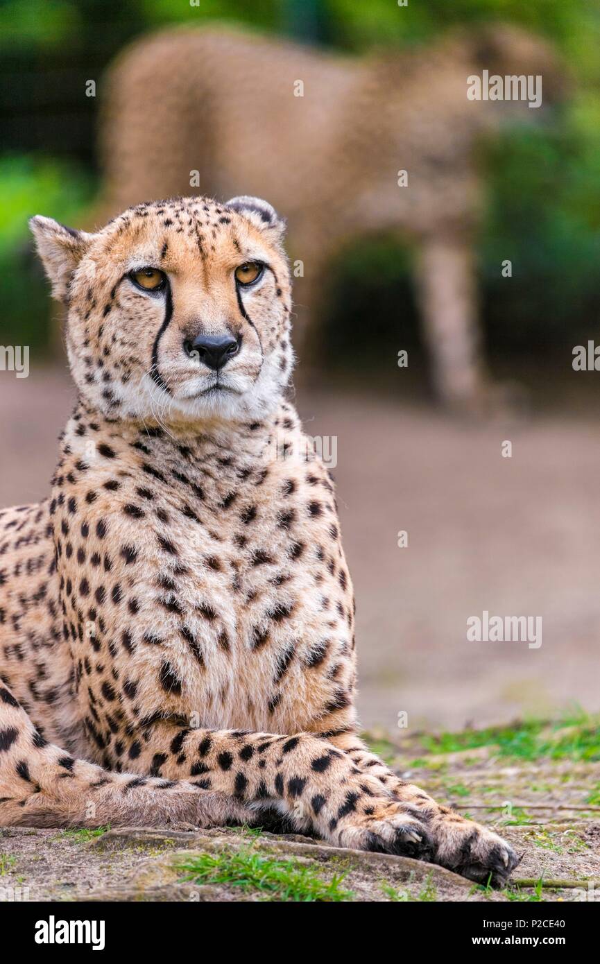 Vulnerable Iucn Vu High Resolution Stock Photography and Images - Alamy