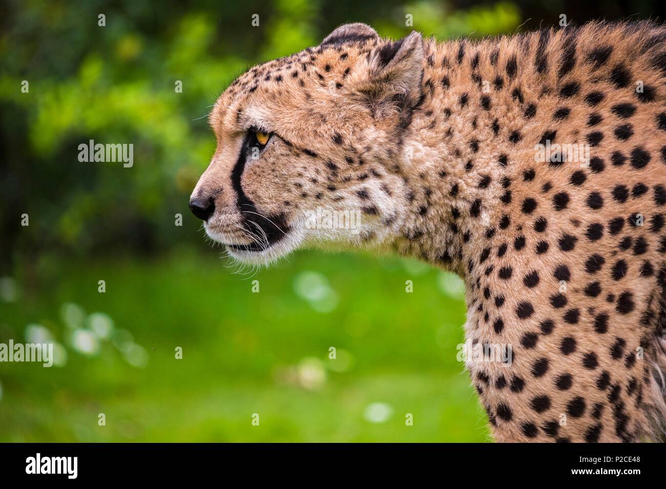 Vulnerable iucn vu hi-res stock photography and images - Alamy
