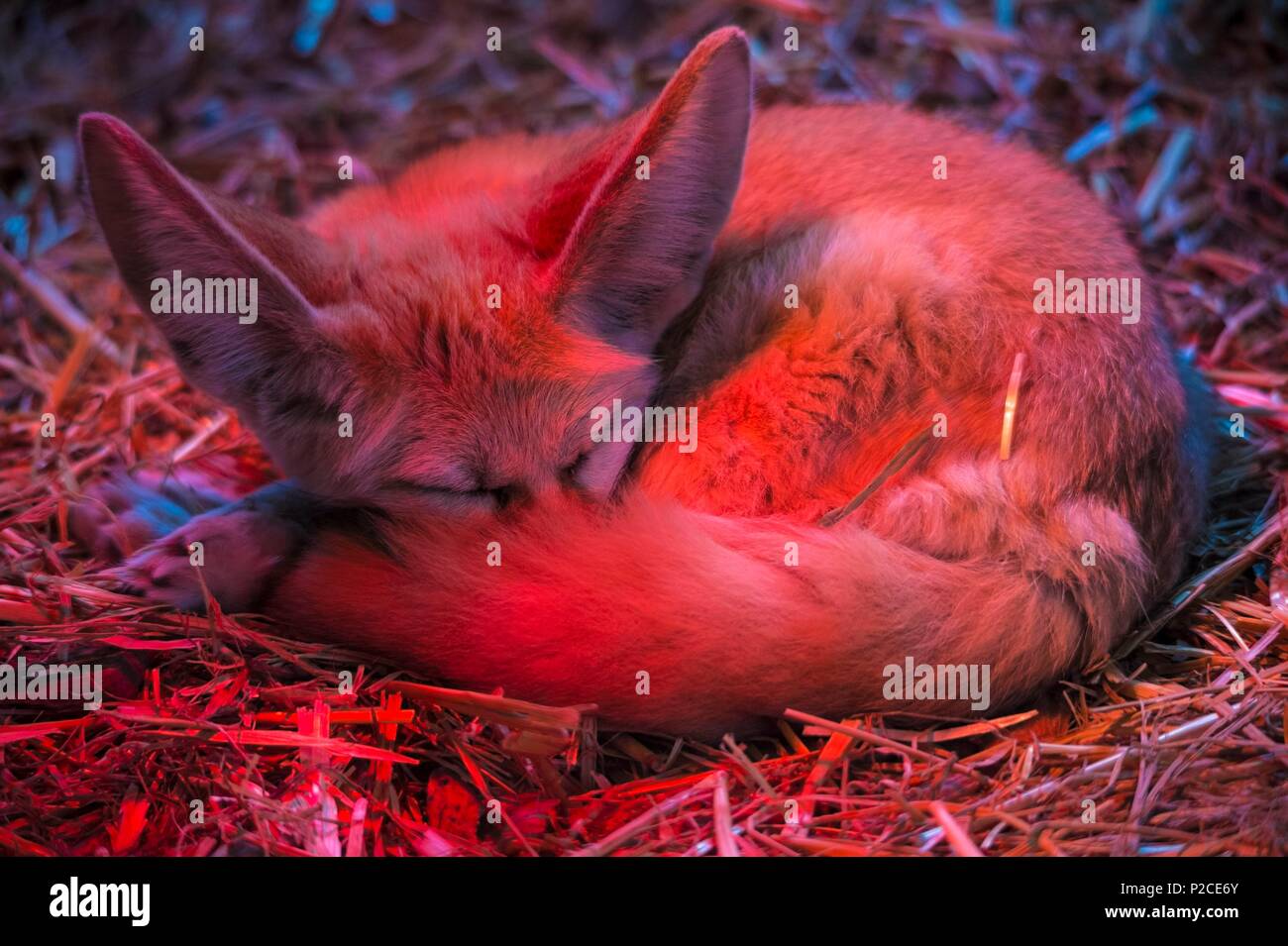 Infrared animal hi-res stock photography and images - Alamy