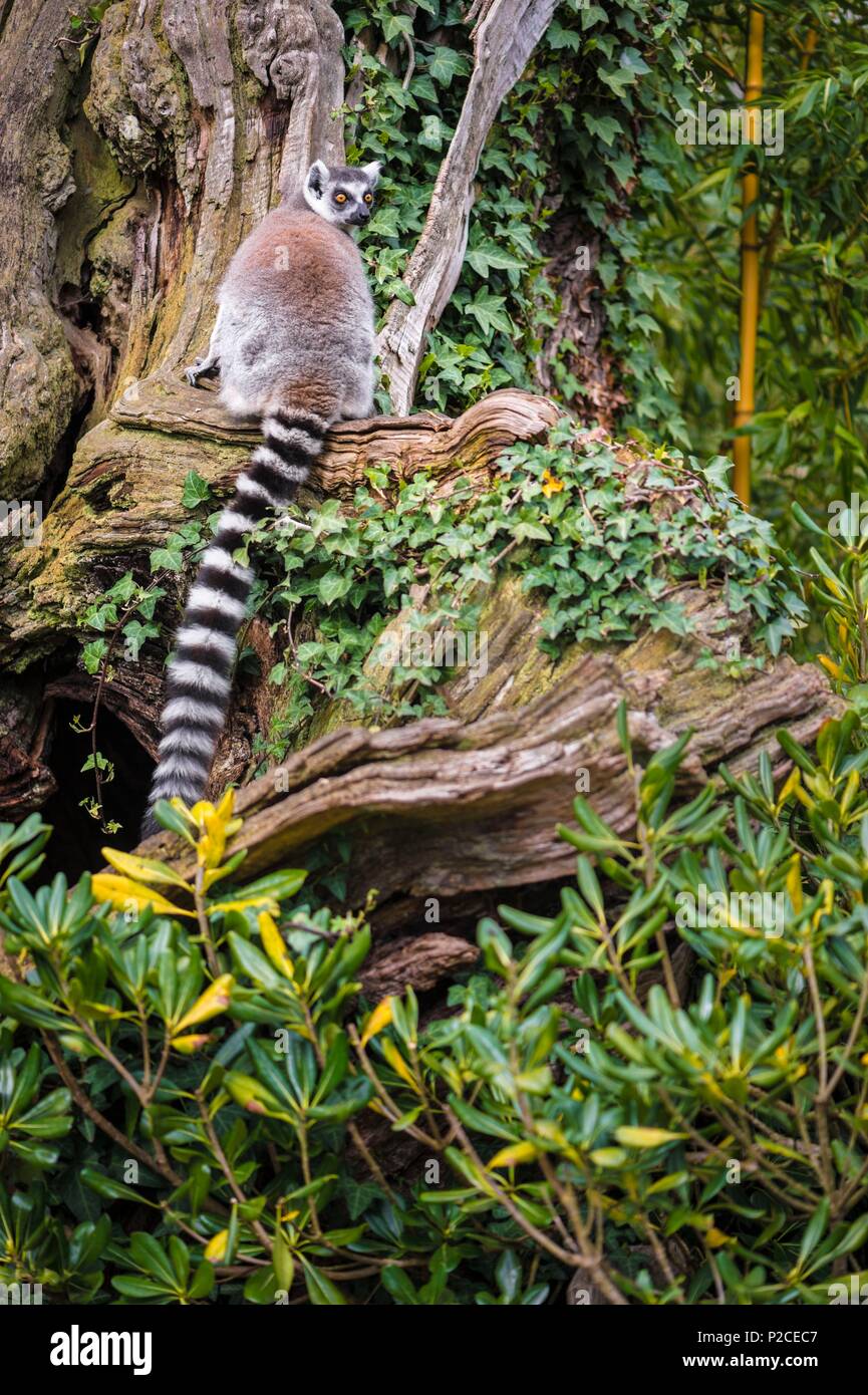 Maki mococo hi-res stock photography and images - Alamy