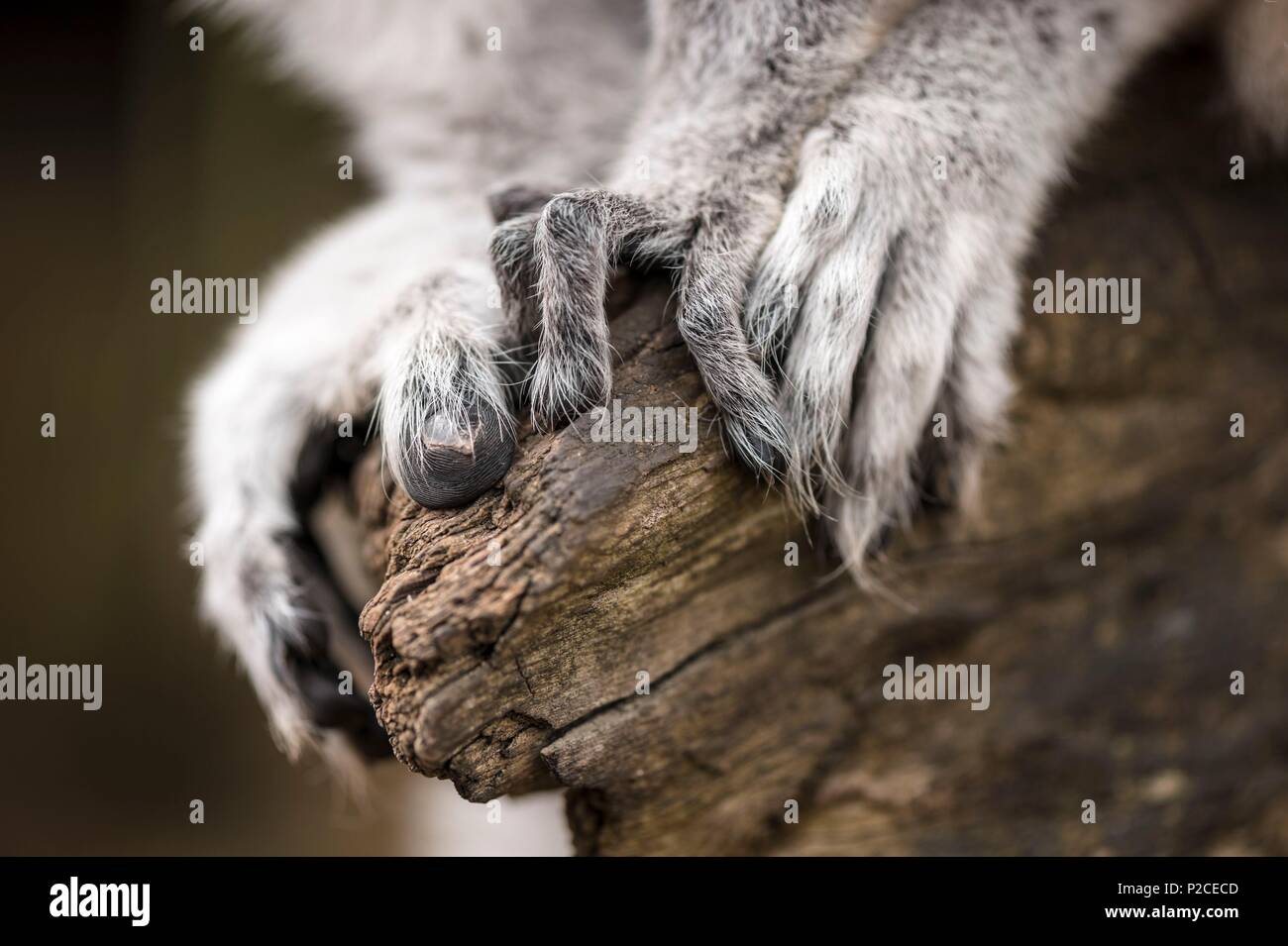 Maki mococo hi-res stock photography and images - Alamy