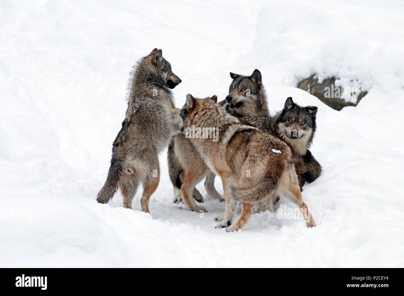 Wolf pack snow hi-res stock photography and images - Alamy
