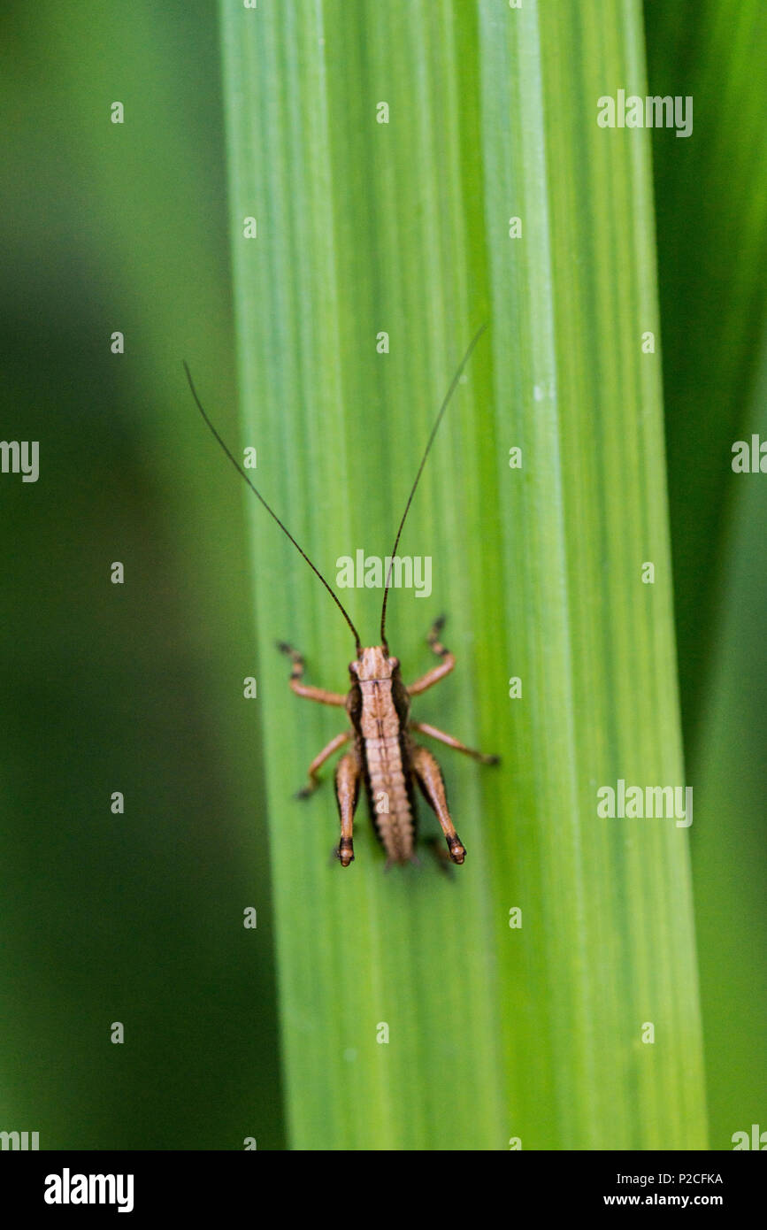 A dark bush-cricket nymph (Pholidoptera griseoaptera) on a leaf Stock ...