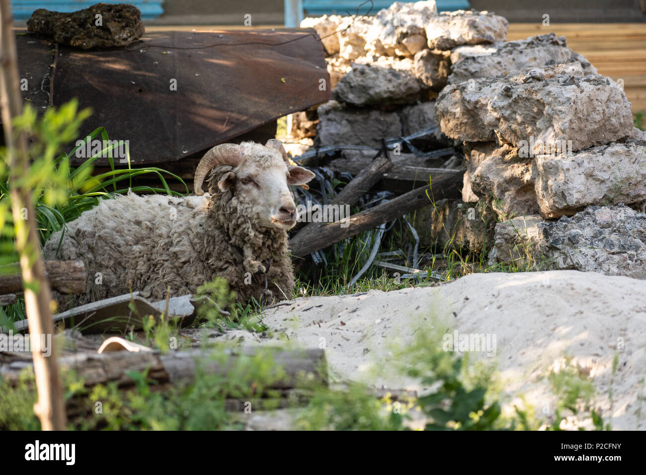The ram rests on the sand in the shade of the trees Stock Photo - Alamy