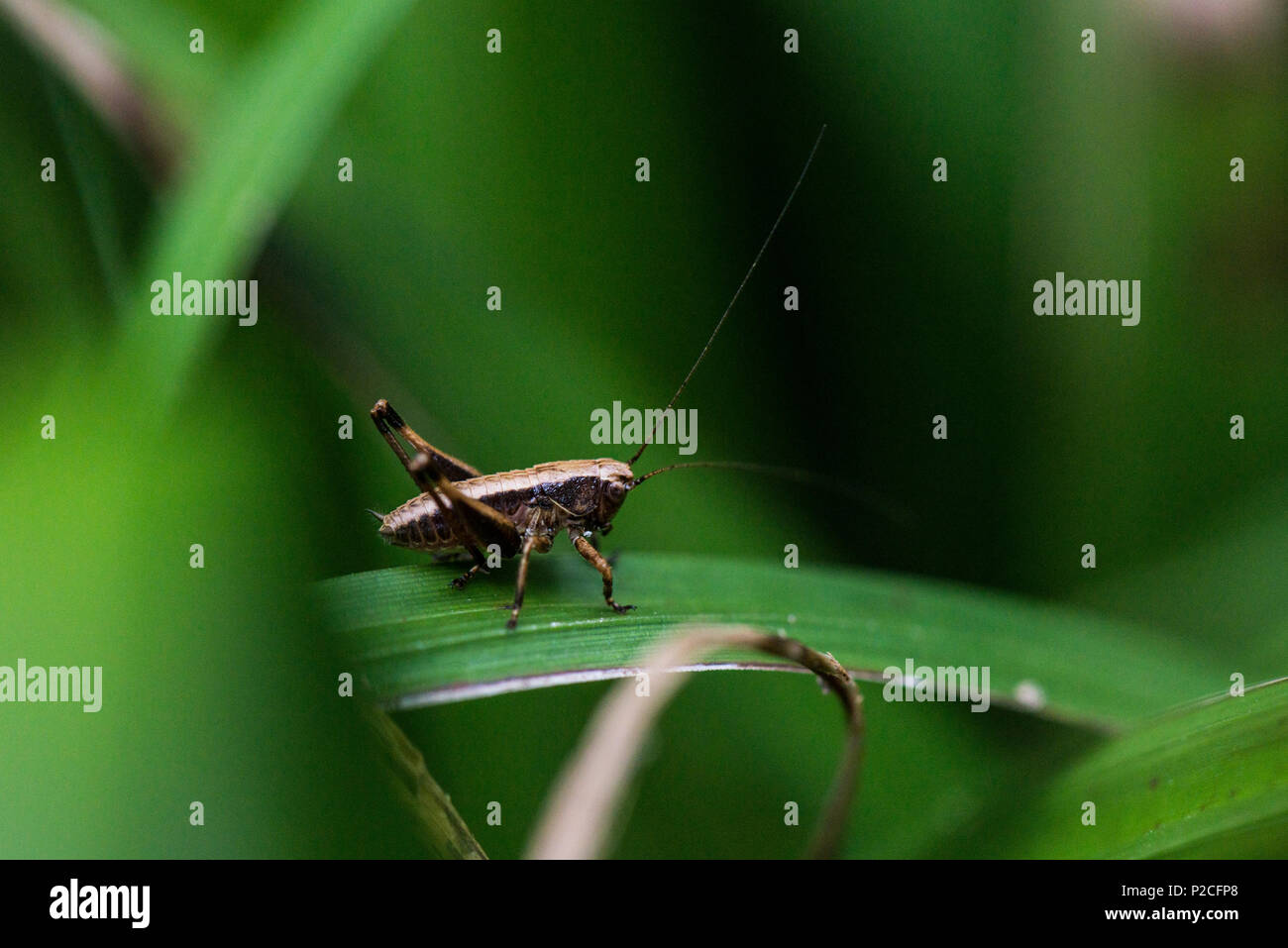 A dark bush-cricket nymph (Pholidoptera griseoaptera) on a leaf Stock ...