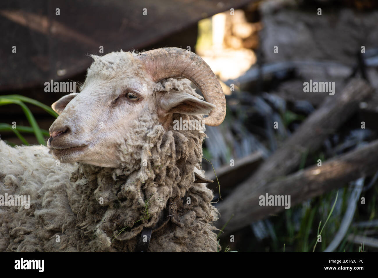 Ram in profile. The ram looks into the distance Stock Photo - Alamy