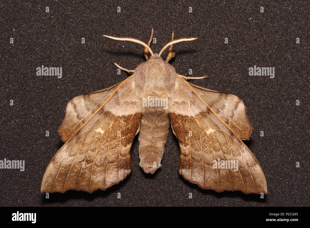 Poplar Hawk Moth Stock Photo - Alamy