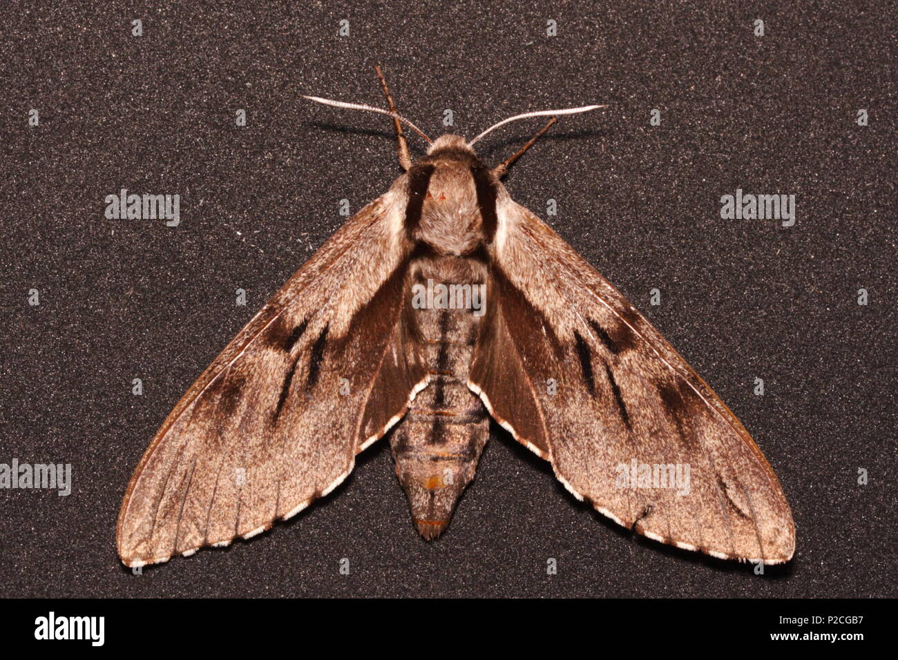 Pine Hawk Moth Stock Photo - Alamy