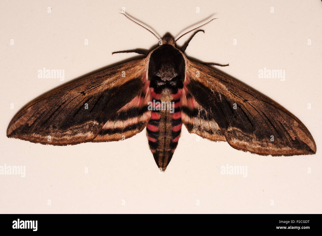 Privet Hawk Moth Stock Photo - Alamy