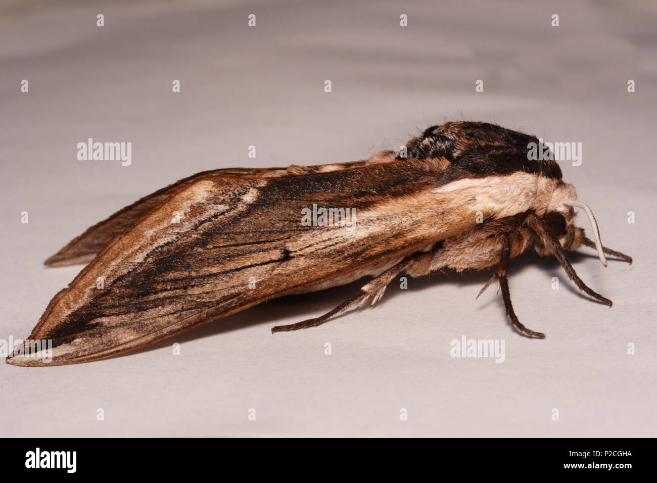 Privet Hawk Moth Stock Photo - Alamy