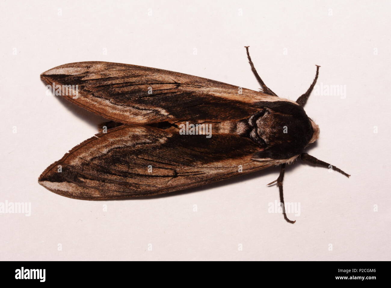 Privet Hawk Moth Stock Photo - Alamy