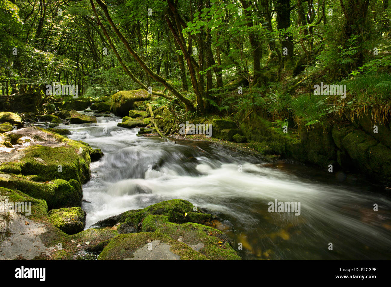 UK, Cornwall, Draynes Bridge, Draynes Wood, Golitha Falls cascade on ...