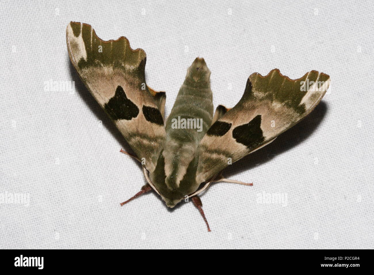 Lime hawk moth england hi-res stock photography and images - Alamy