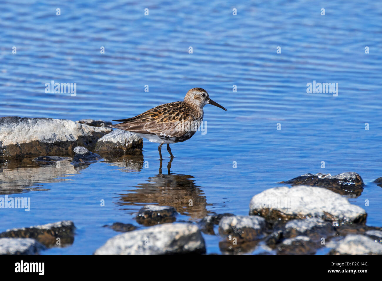 Dunlin (Calidris alpina) in breeding plumage foraging on the beach ...