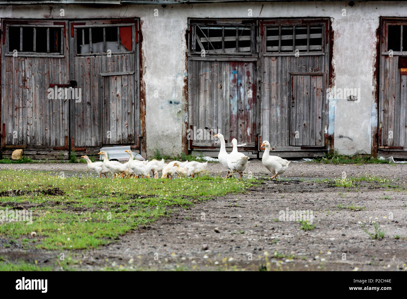 Goose Embden Domestic Geese High Resolution Stock Photography and ...