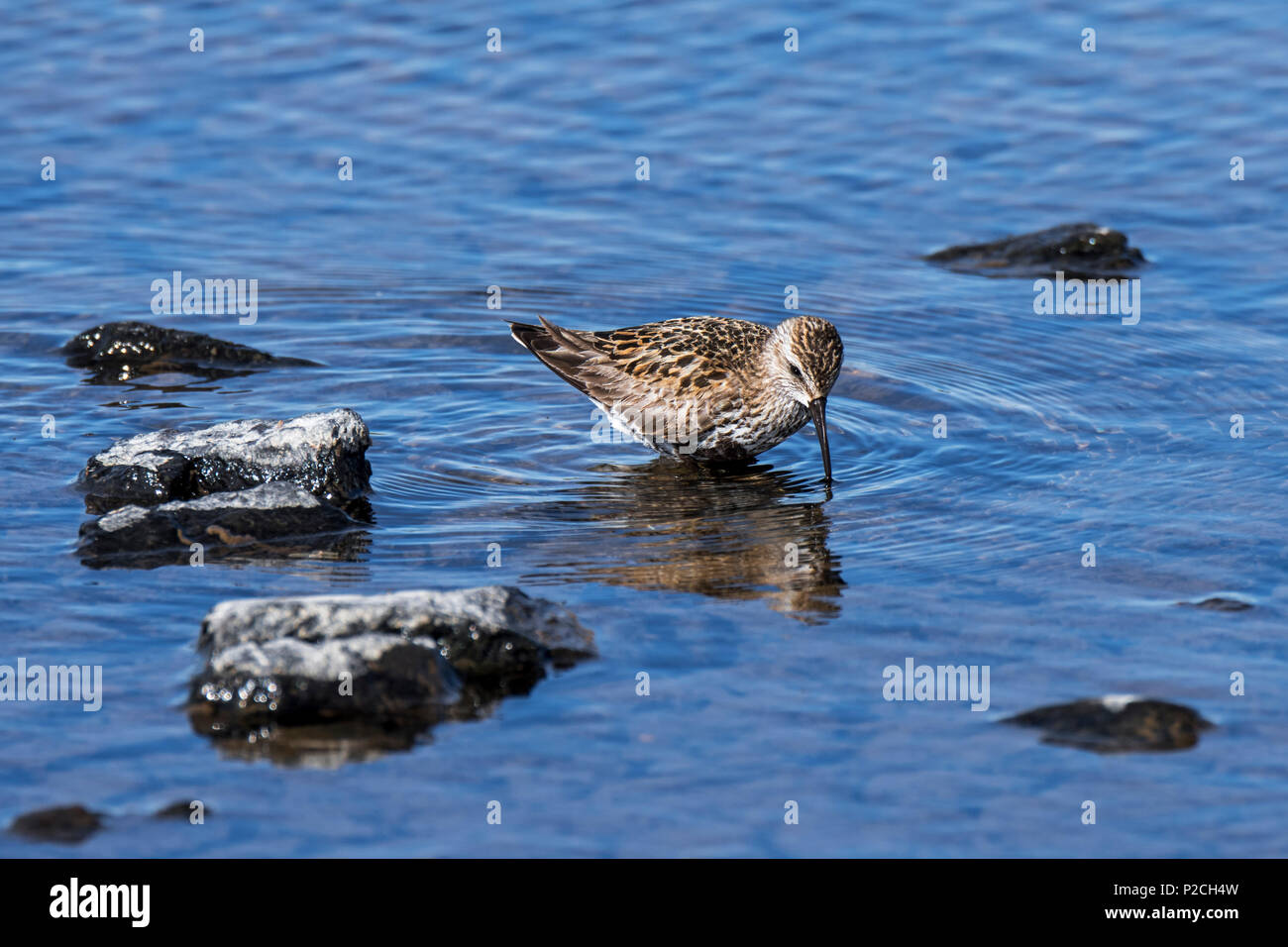 Dunlin (Calidris alpina) in breeding plumage foraging in shallow water ...
