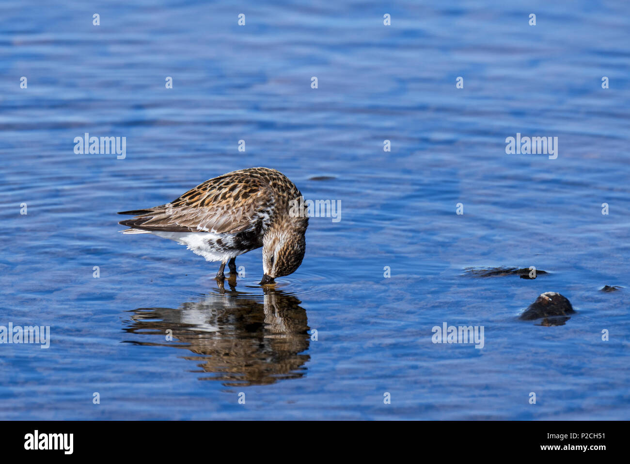 Dunlin (Calidris alpina) in breeding plumage foraging in shallow water ...