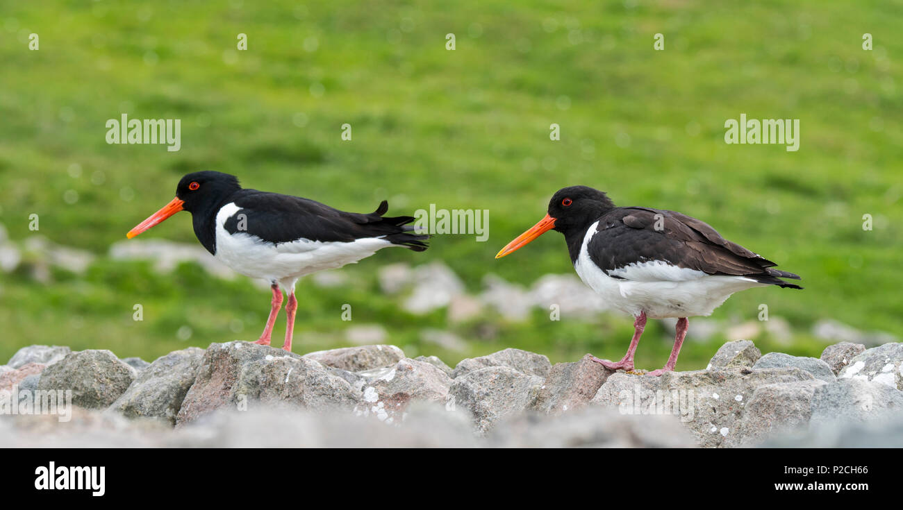 Chisel shaped beak hi-res stock photography and images - Alamy
