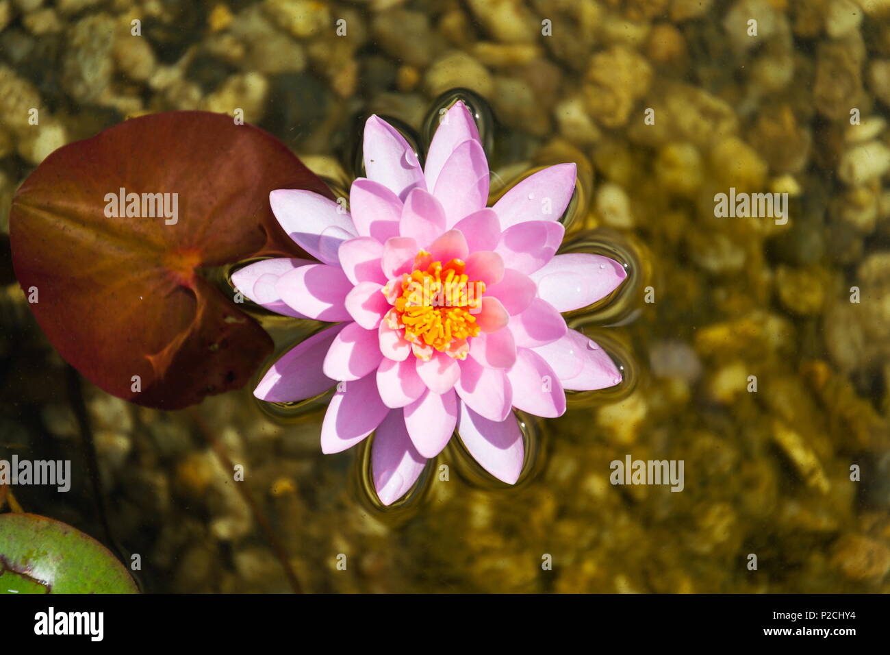Beautiful pink water lily bloom, natural swimming pool, relaxation ...
