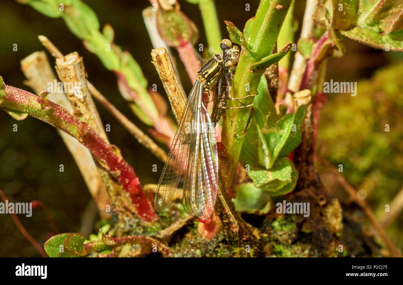 Early Adonis dragonfly Stock Photo - Alamy