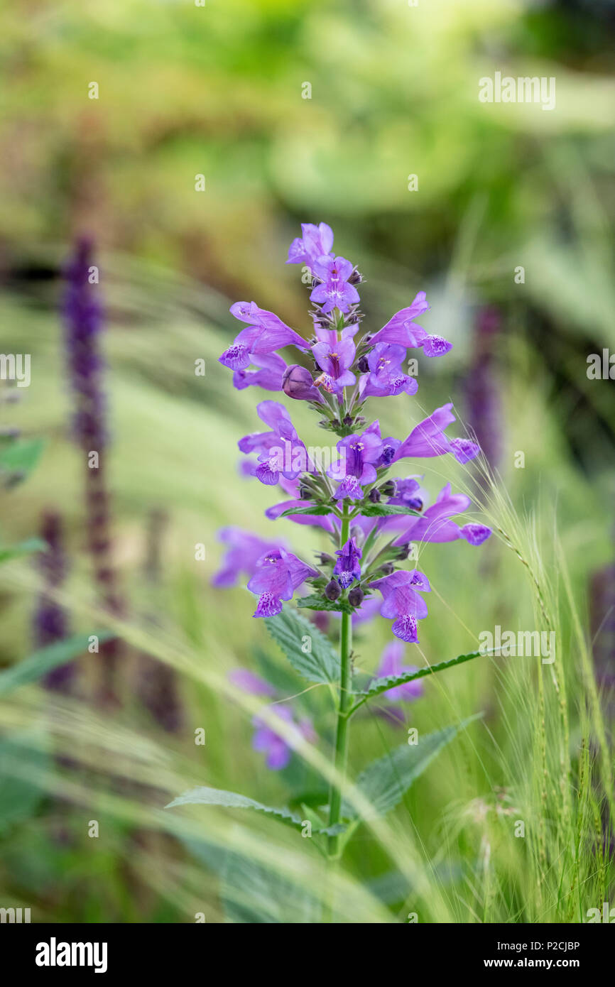 Nepeta badachschiana 'Blue dragon'. Catnip. Catmint Stock Photo - Alamy