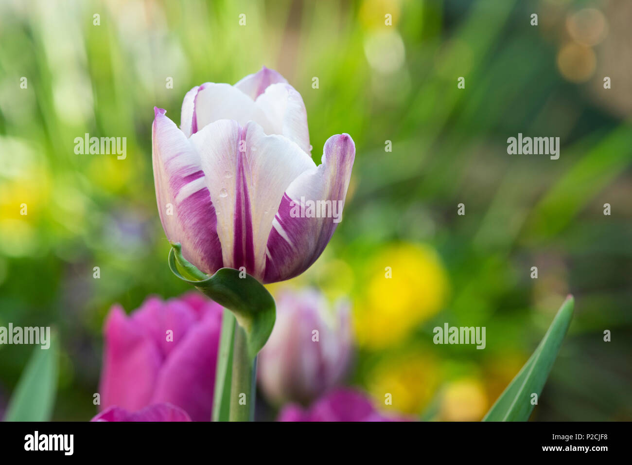 Tulip rem's favourite hi-res stock photography and images - Alamy