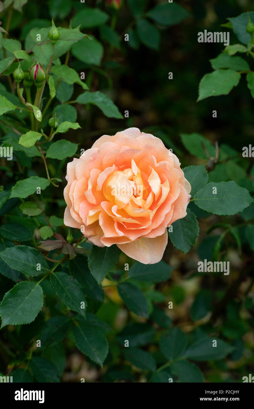Orange flowering shrub hi-res stock photography and images - Alamy