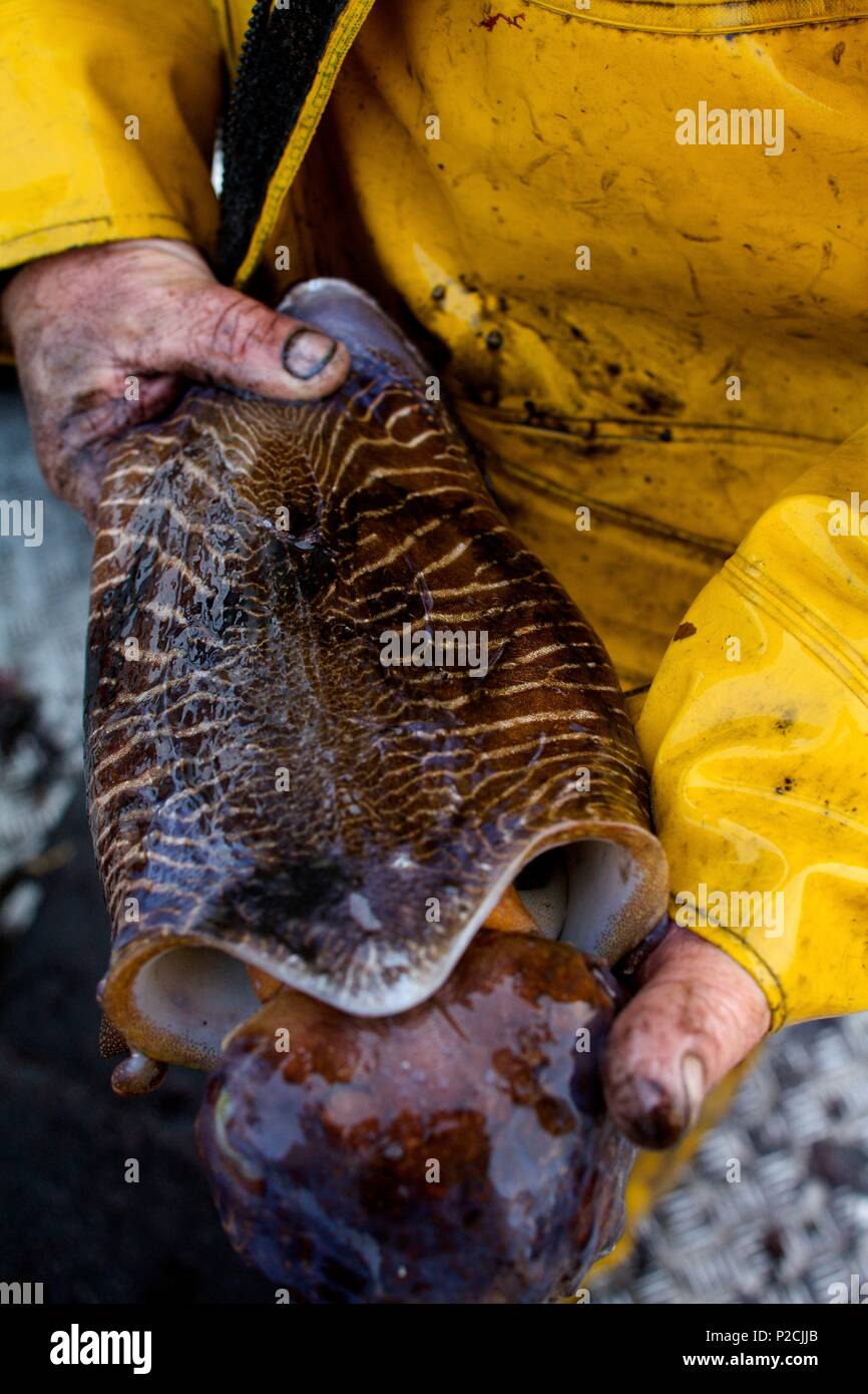 France, Manche, Blainville sur Mer, back cuttlefish aboard the boat ...
