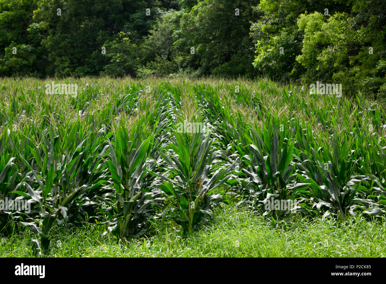 Weeds in corn field hi-res stock photography and images - Alamy