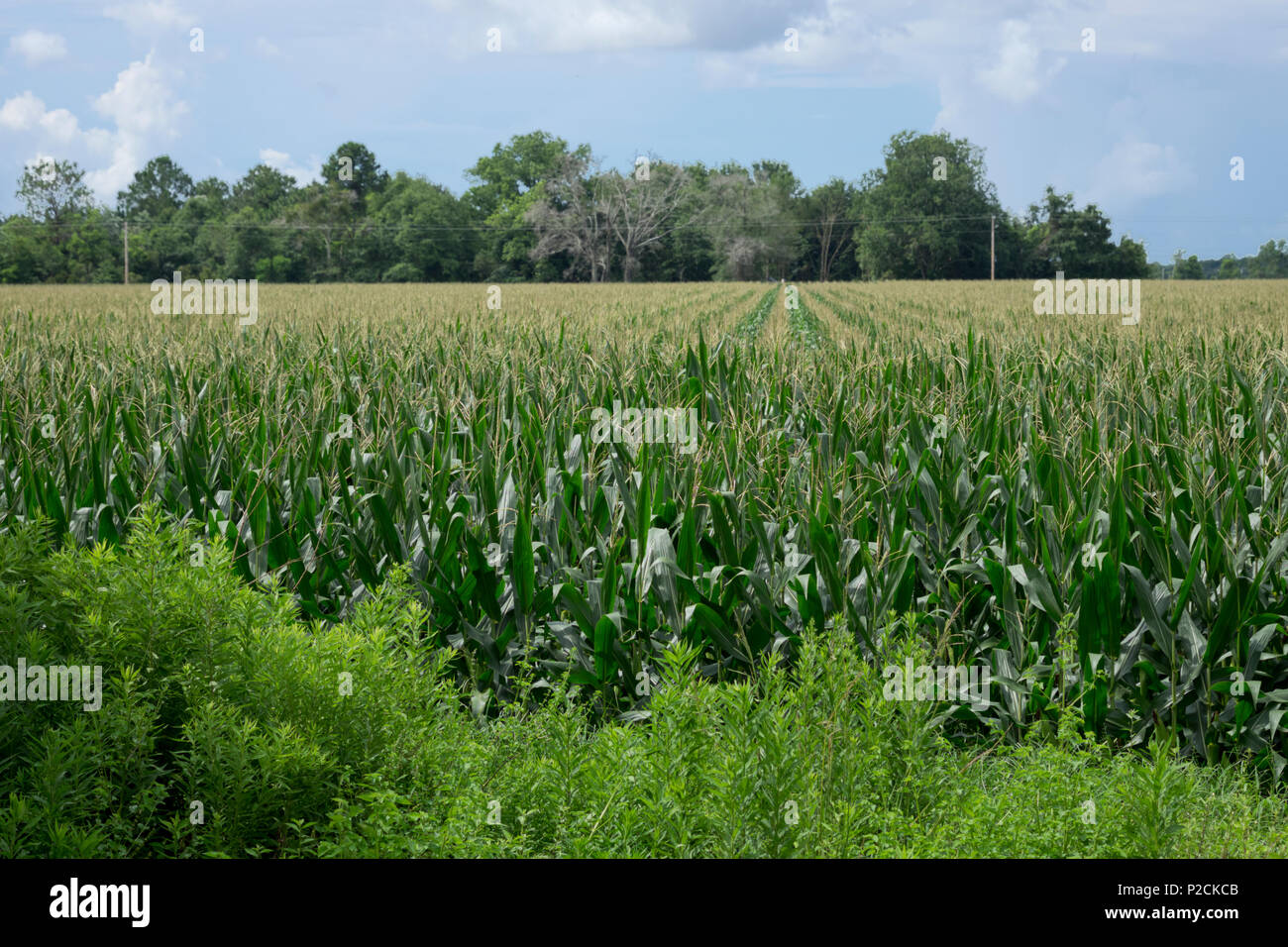 Corn field ripening in southern Alabama, USA Stock Photo - Alamy