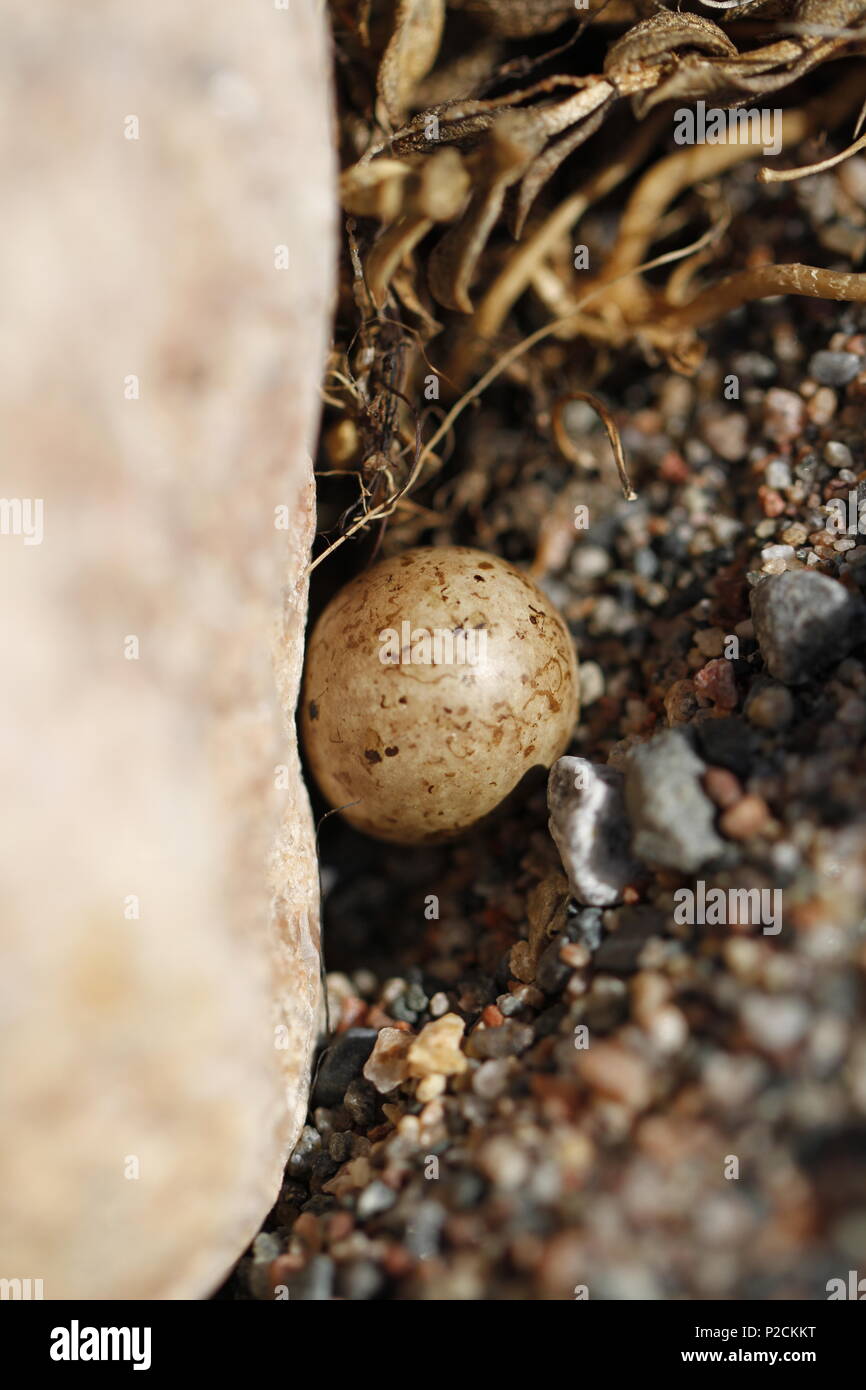 Egg like rocks hi-res stock photography and images - Alamy