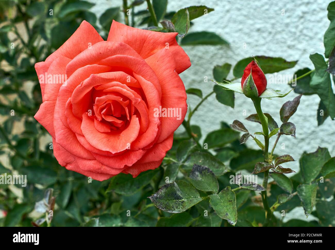Blooming roses, flower Stock Photo - Alamy