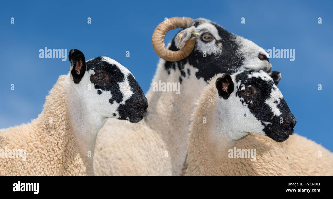 Swaledale ewe with mule lambs, a cross between swaledale ewe and blue ...