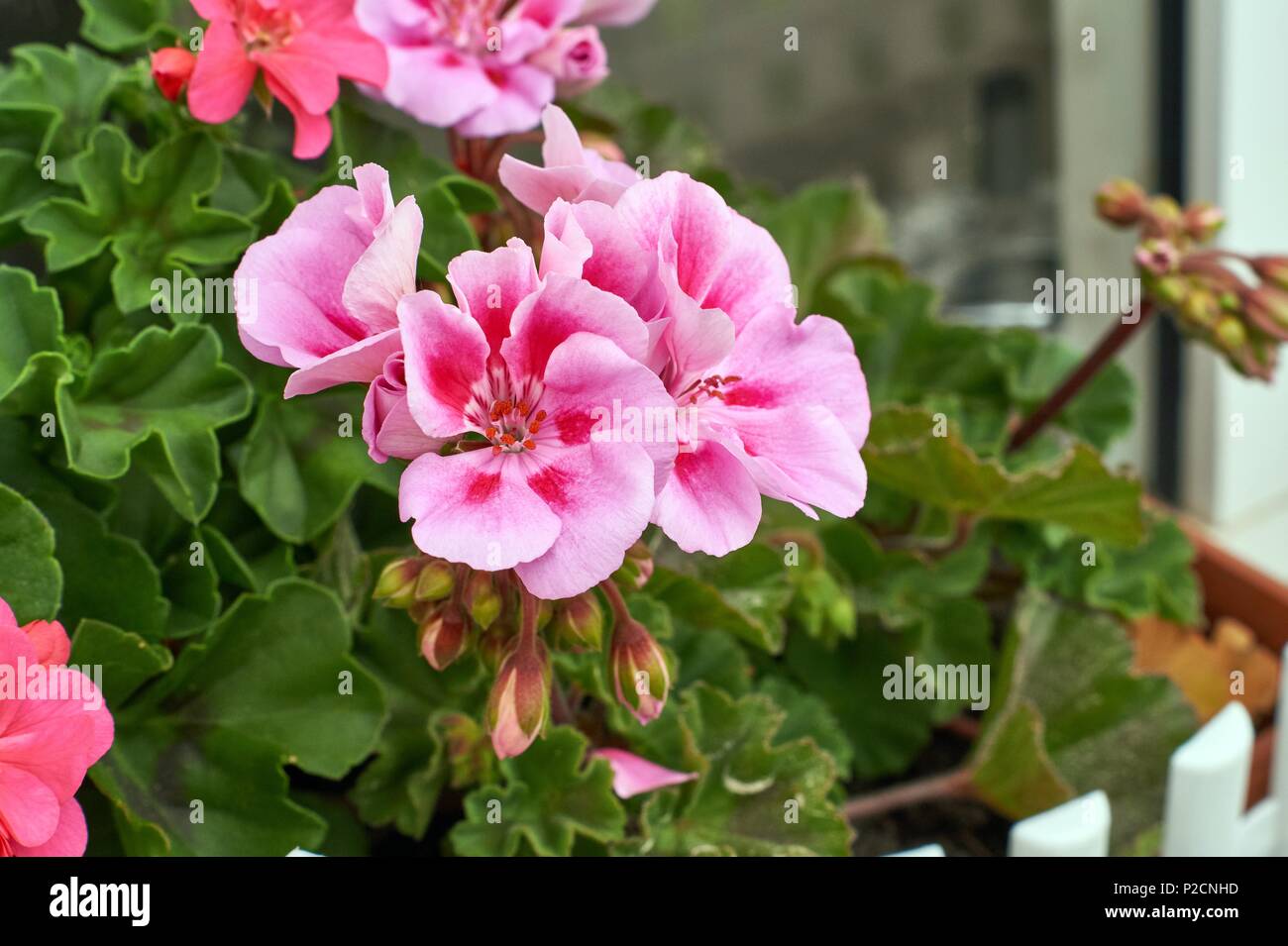 Garanium hi-res stock photography and images - Alamy