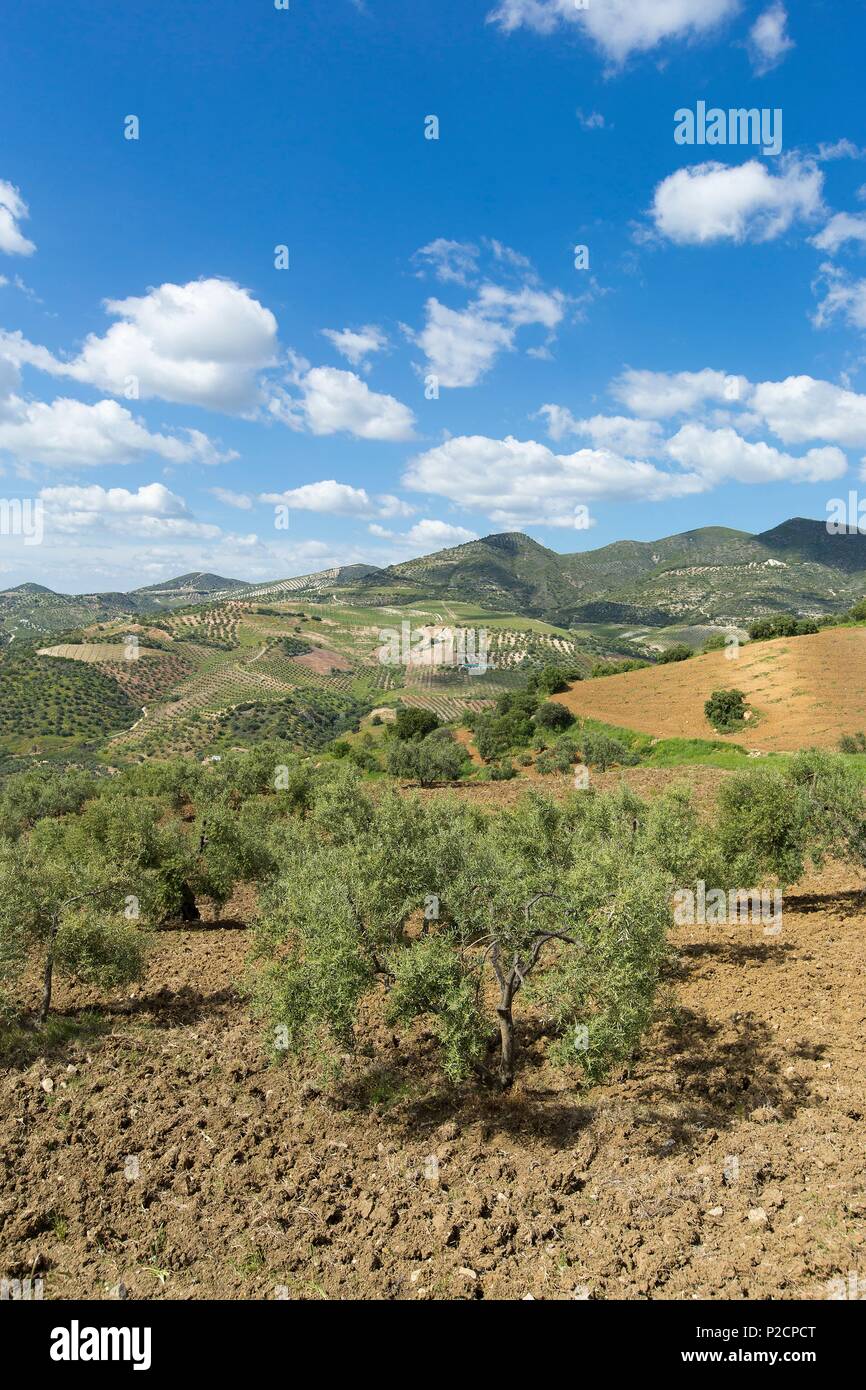 Spain, Andalucia, Cadiz Province, Olvera, White Villages route (Ruta de ...