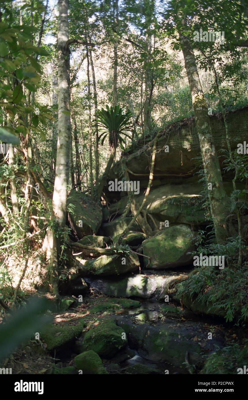 Watagan national park hi-res stock photography and images - Alamy