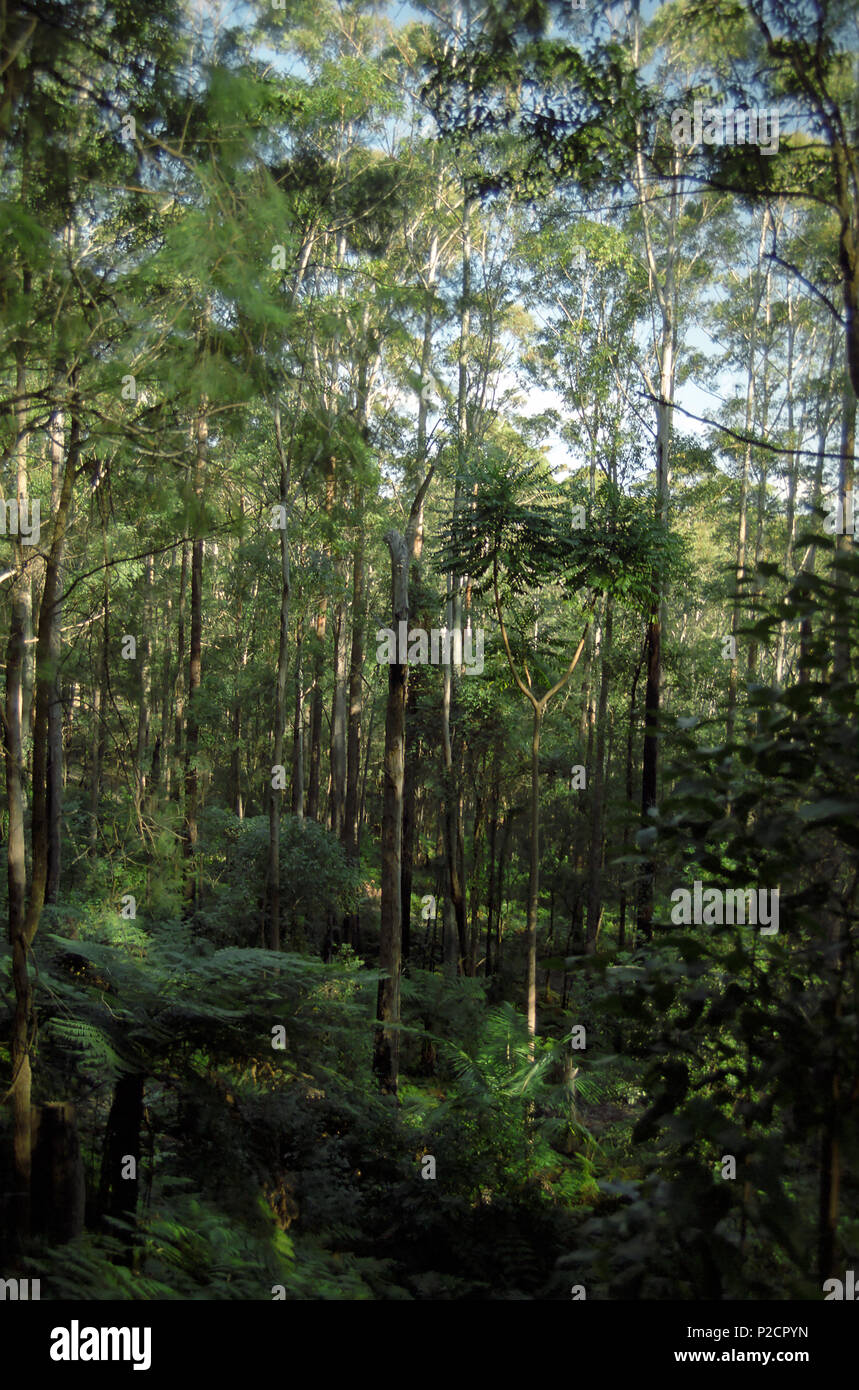 Watagan Mountains, Central Coast, NSW, Australia Stock Photo - Alamy