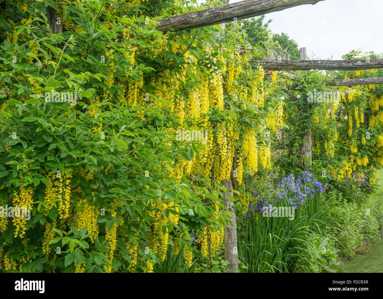 Laburnum in full bloom hi-res stock photography and images - Alamy