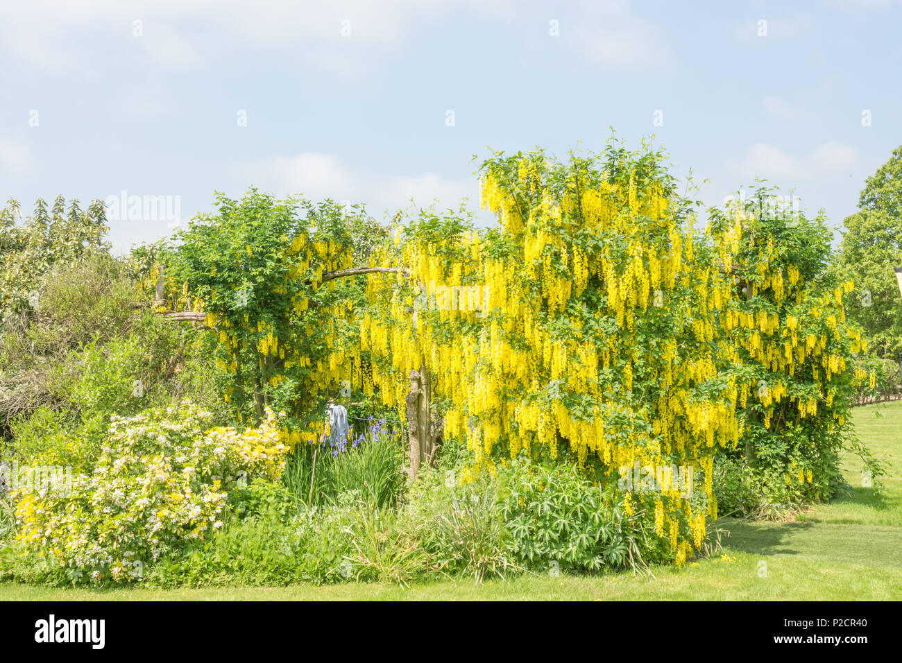 Laburnum in full bloom in a garden Stock Photo - Alamy