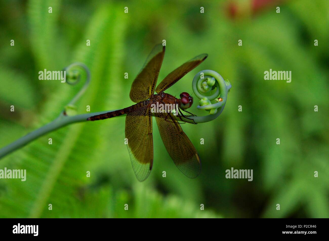 Asian dragonfly hi-res stock photography and images - Alamy