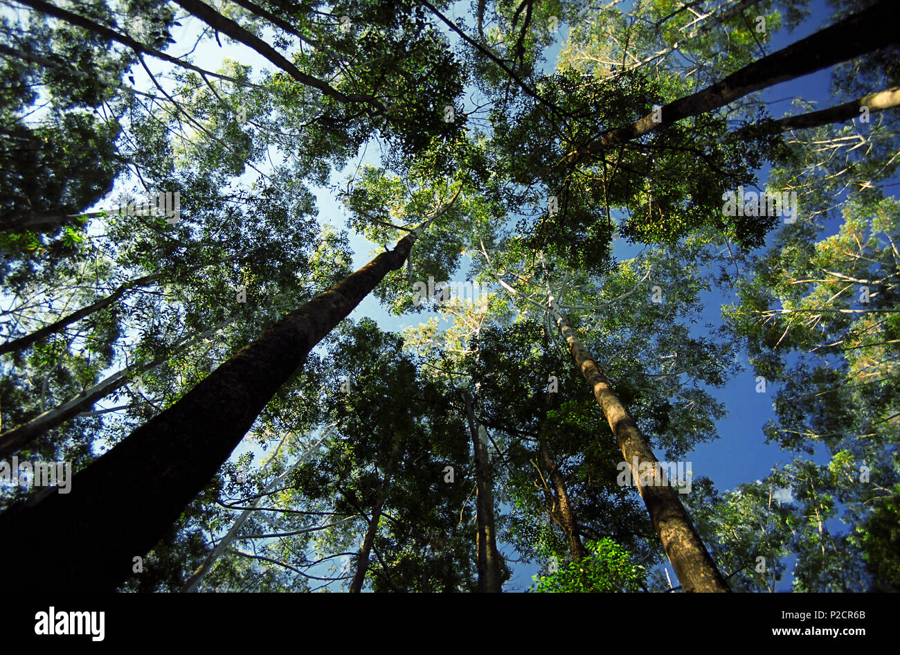 Australian eucalypt bush forest woodland hi-res stock photography and ...