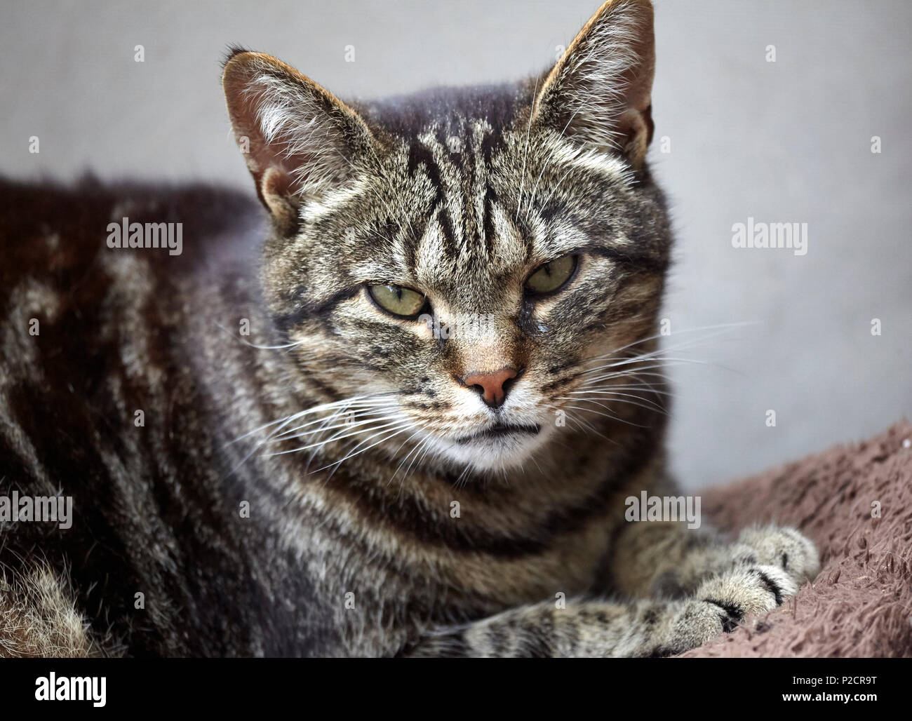 Domestic tabby cat staring into camera Stock Photo - Alamy