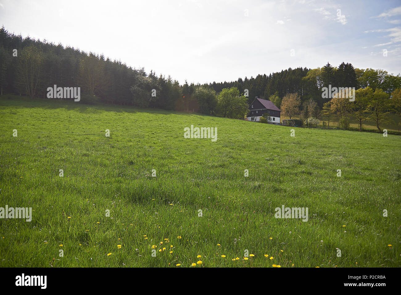 Landscape with a field of greenery and spring flowers in the foreground ...