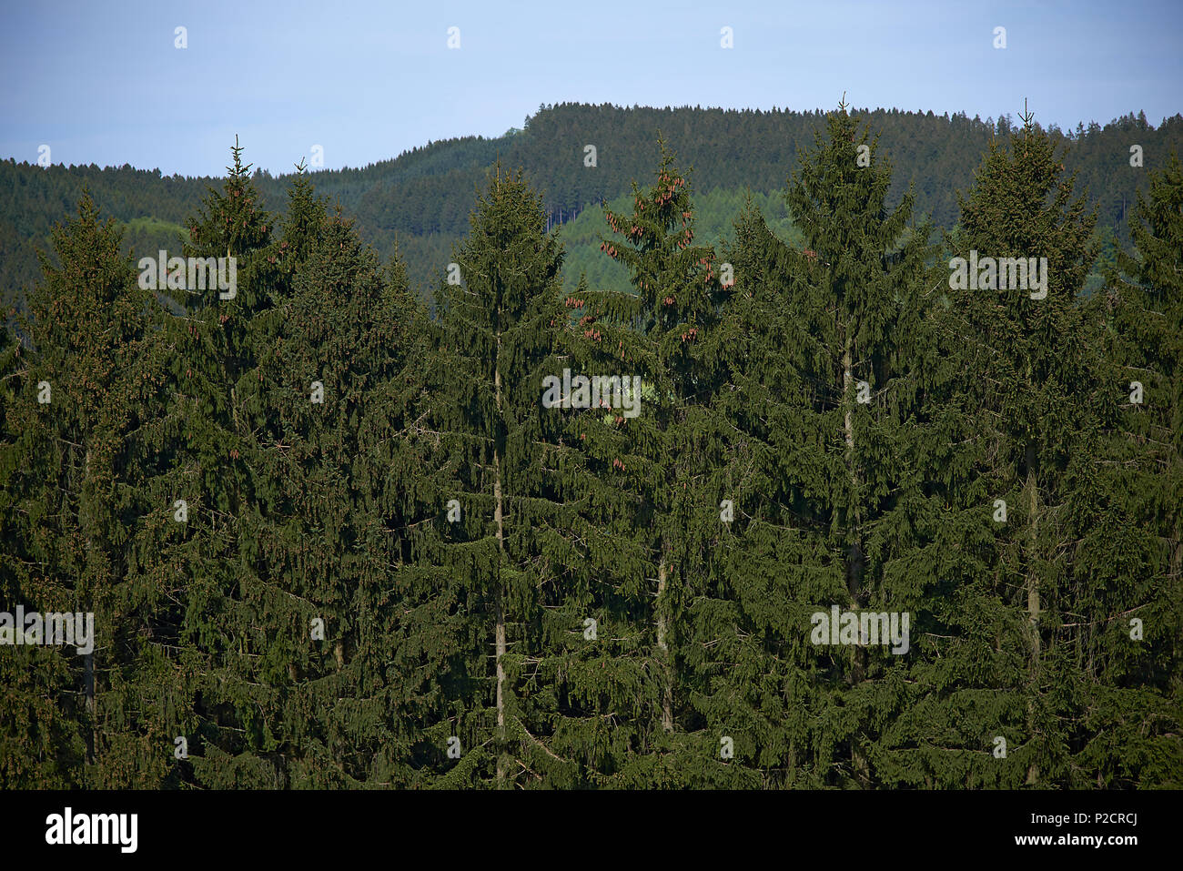 Landscape with branches of trees in pine wood forest in Sauerland ...